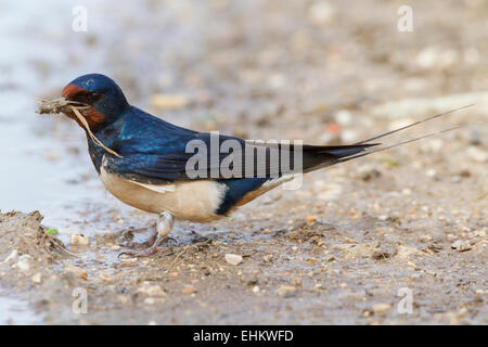 Rondine; Barn Swallow; Hirundo rustica Stock Photo - Alamy