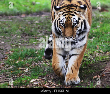 White Tiger, Indian Tiger, Enclosure, Zoo Stock Photo - Alamy
