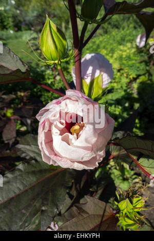 Hibiscus flower opening with large petals in two shades of pink, with ...
