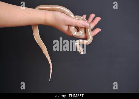 A hand holding a snake Stock Photo - Alamy