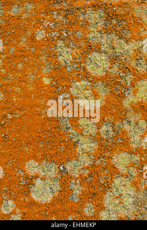 Orange Trentepohlia Algae On Tree Trunk Taken at Dibbinsdale LNR ...