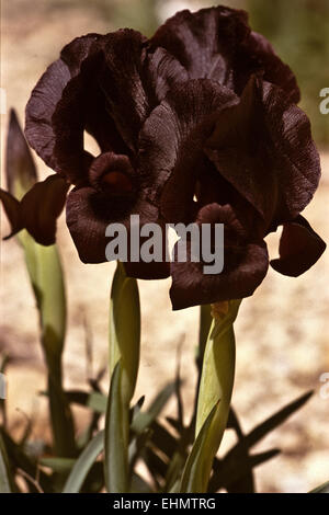 The Black Iris the national flower of Jordan Stock Photo - Alamy
