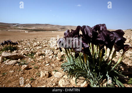 Black Iris, Iris nigricans, Iridaceae. Jordan. The national flower of ...