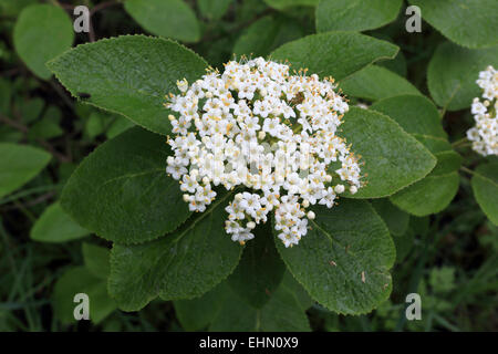 Wayfaring Tree Viburnum lantana leaves and flower buds Stock Photo - Alamy