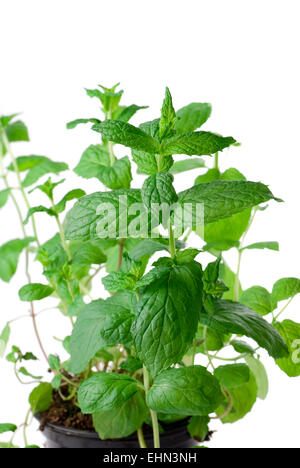 Peppermint on pot isolated on white background. Mentha rotundifolia ...