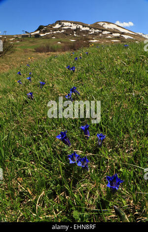 Clusius' gentian, Gentiana clusii, in flower in limestone grassland ...