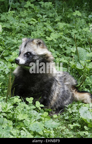 Enok (Nyctereutes procyonoides Stock Photo - Alamy
