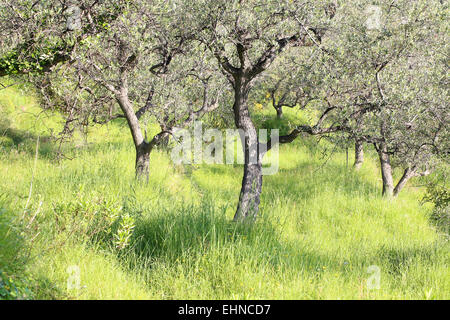 Olive plantation, Olivenbaum, Olea europaea, olíva, Crete, Greece ...