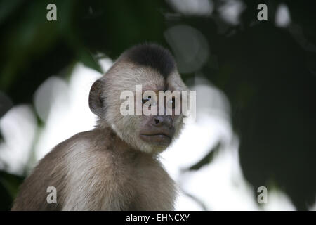Cebus Olivaceus Wedge Capped Capuchin Weeper Capuchin monkey in Guyana ...