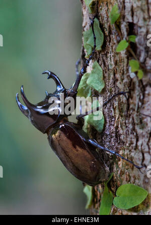 Malaysian Three horned Rhinoceros Beetle Chalcosoma mollenkampi Danum ...