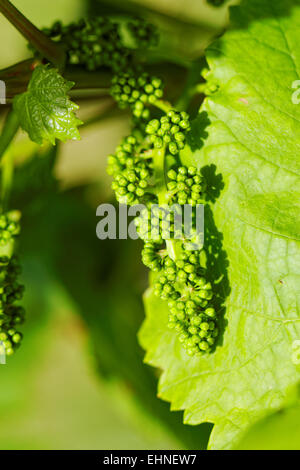 baby green grapes on the vine Stock Photo - Alamy