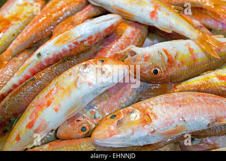 Fresh red mullet fish for sale on food market at Aegina island, Greece ...