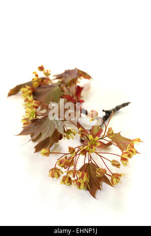 Beautiful maple tree blossoms in spring in natural habitat Stock Photo ...