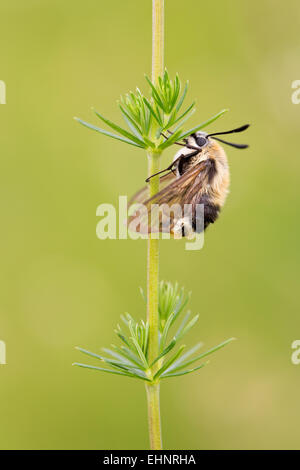 Narrow-bordered Bee Hawkmoth (Hemaris tityus) mimics bees, Valais ...