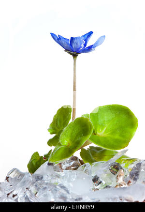 Snowdrop, growing from ice Stock Photo - Alamy