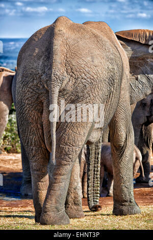 African elephant (Loxodonta africana) in water, Zimanga game reserve ...