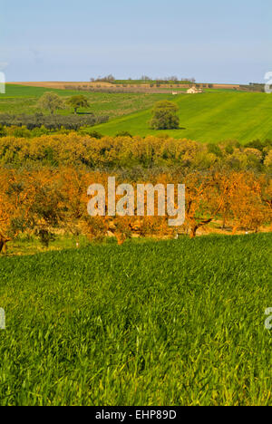 Olive grove, Apulia, Italy Stock Photo - Alamy