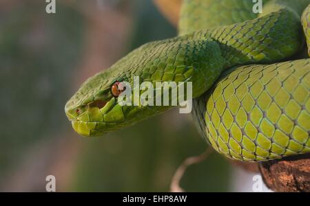 Fangs of Green Pit Viper (Trimeresurus albolabris) on black background ...