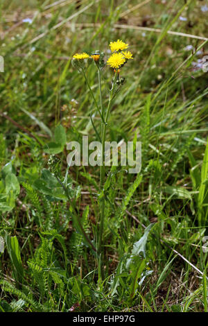 Rough Hawksbeard Crepis biennis plant blooming in a meadow Stock Photo ...