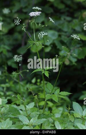 Ground elder, Aegopodium podagraria, flowering invasive garden weeds ...