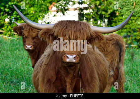 Schottisches Hochland Rind Highland Cattle auf einer Weide Stock Photo ...