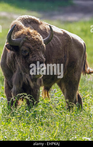 European bison or Wisent Bison bonasus Central Europe Captive Stock ...
