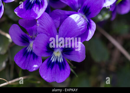 Alpine violet Stock Photo - Alamy