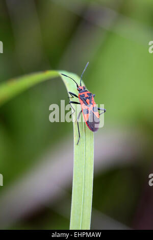 Rhopalid Bug Corizus hyoscyami Stock Photo - Alamy