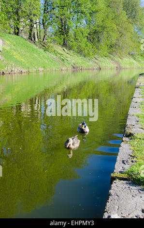 wood ducks in spring Stock Photo - Alamy