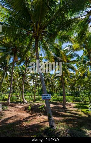 Falling coconuts kill a lot of people every year here is a sign warning ...