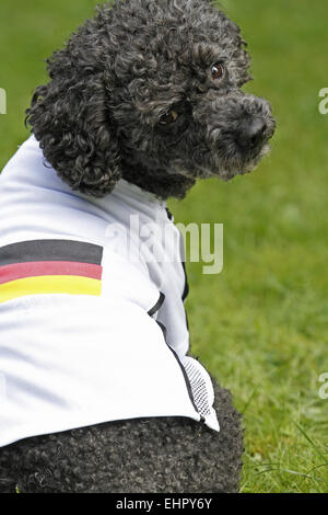 poodle with football shirt Stock Photo - Alamy