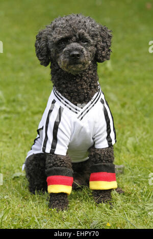 poodle with football shirt Stock Photo - Alamy