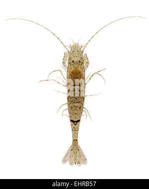 Common Shrimp, crangon crangon Stock Photo - Alamy