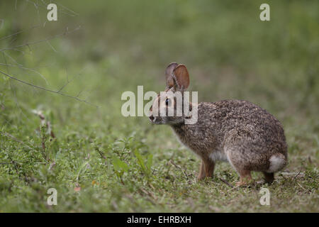 Swamp Rabbit or Swamp Hare (Sylvilagus aquaticus) frightened and ...