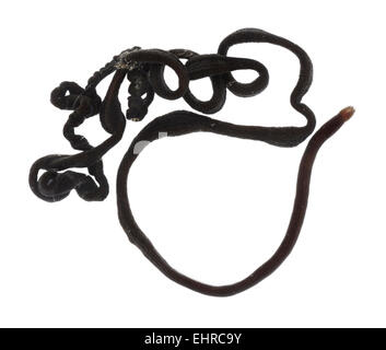 Bootlace Worm - Lineus longissimus Stock Photo - Alamy