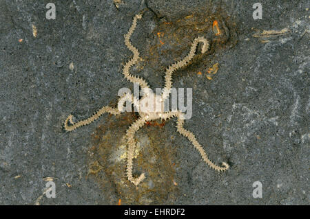 Small Brittlestar - Amphipholis squamata Stock Photo - Alamy