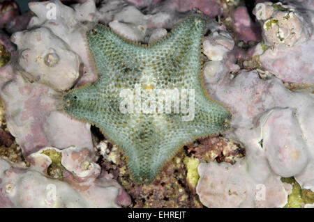 Cushion Star - Asterina gibbosa Stock Photo - Alamy