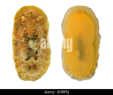 sea lemon / Archidoris pseudargus Stock Photo - Alamy