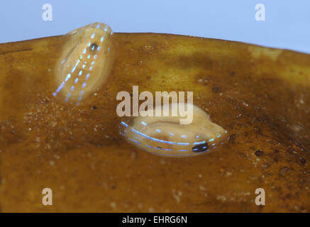 Blue-rayed Limpet (Helcion pellucidum) in a rockpool, on Serrated Wrack ...
