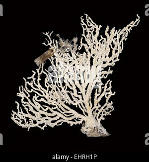 Pink sea fan (Eunicella verrucosa) on a rock seabed, Channel Islands ...