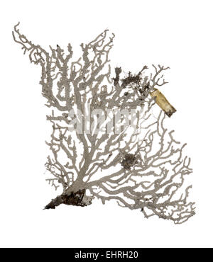 Pink sea fan (Eunicella verrucosa) on a rock seabed, Channel Islands ...