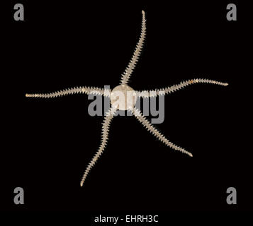 Brittle star (Amphipholis squamata) in a rock pool. Brittle stars are ...