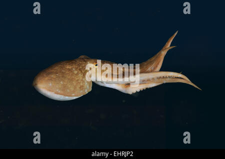Curled Octopus - Eledone cirrhosa Stock Photo - Alamy