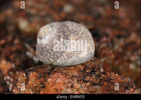 Thick top shell (Osilinus lineatus) on rocks on sea shore, Sark ...