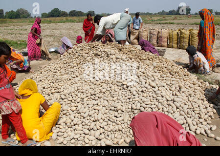 Farmers harvest potatoes due to heavy rain potatoes and wheat damage ...