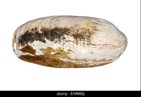 Wrinkled Rock Borer - Hiatella arctica Stock Photo - Alamy