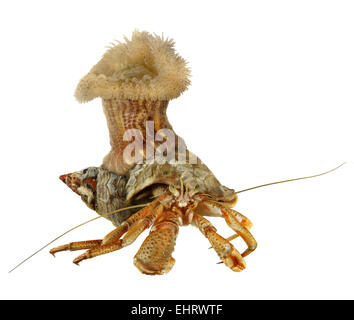 Calliactis parasitica anemone on whelk shell occupied by Common Hermit ...