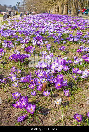 Field of purple flowers on a spring day Stock Photo - Alamy