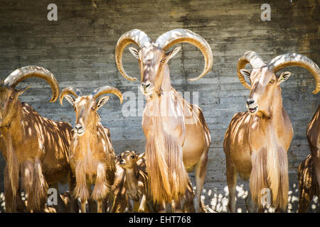 Capricorn, beautiful group of Spanish ibex, typical Animal Stock Photo ...