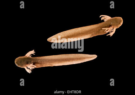 Early stage of frog tadpole with external gills, grass frog (Rana ...